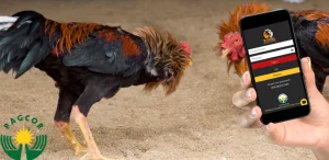 News - WINDREAM - Philippines Legit Online Casino - Official Website